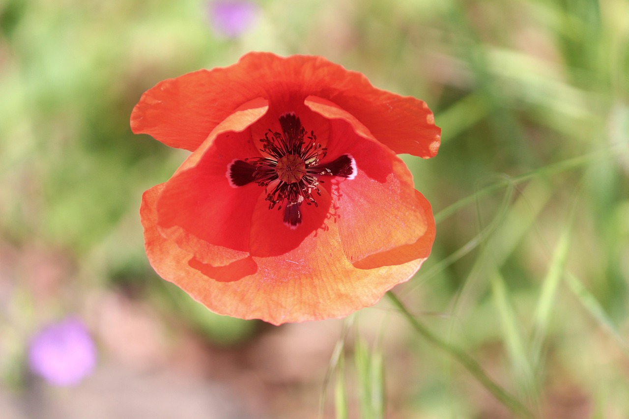 Poppy Flower Corn - Free photo on Pixabay - Pixabay