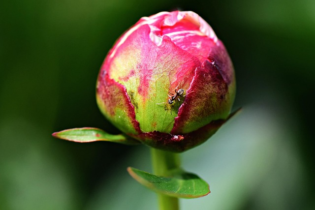 Peony Flower Plant - Free photo on Pixabay - Pixabay