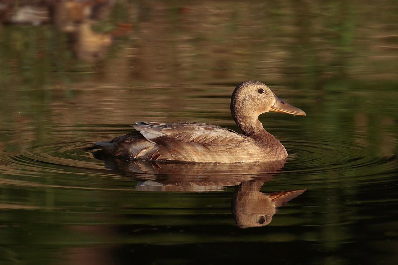 La Nature Canard L'Eau Le Coucher - Photo gratuite sur Pixabay - Pixabay