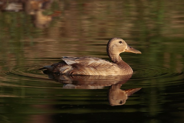 Natureza Pato Agua Pôr Do - Foto gratuita no Pixabay - Pixabay