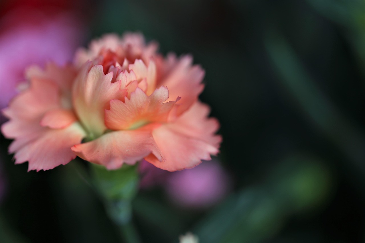 Orange Nejlika Blomma Blomning - Gratis foto på Pixabay - Pixabay