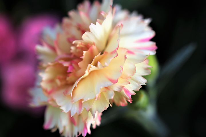 700+ kostenlose Nelke und Blume-Bilder - Pixabay