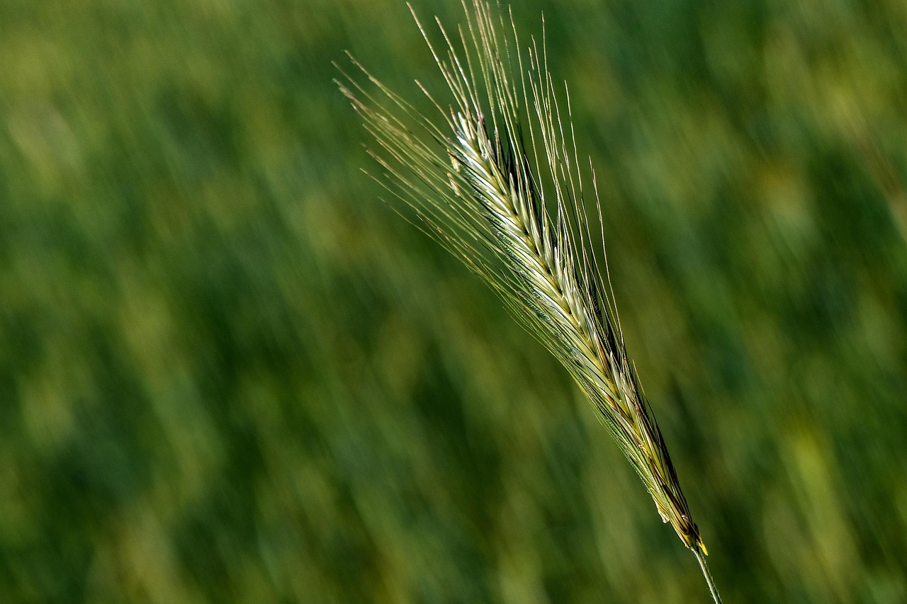 Barley Grain Field - Free photo on Pixabay - Pixabay