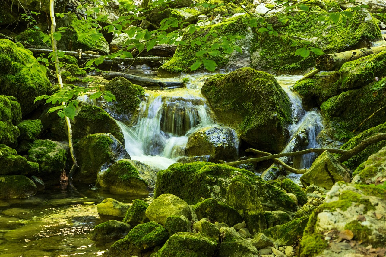 Plus de 5 images de Douanne et de Torrent - Pixabay