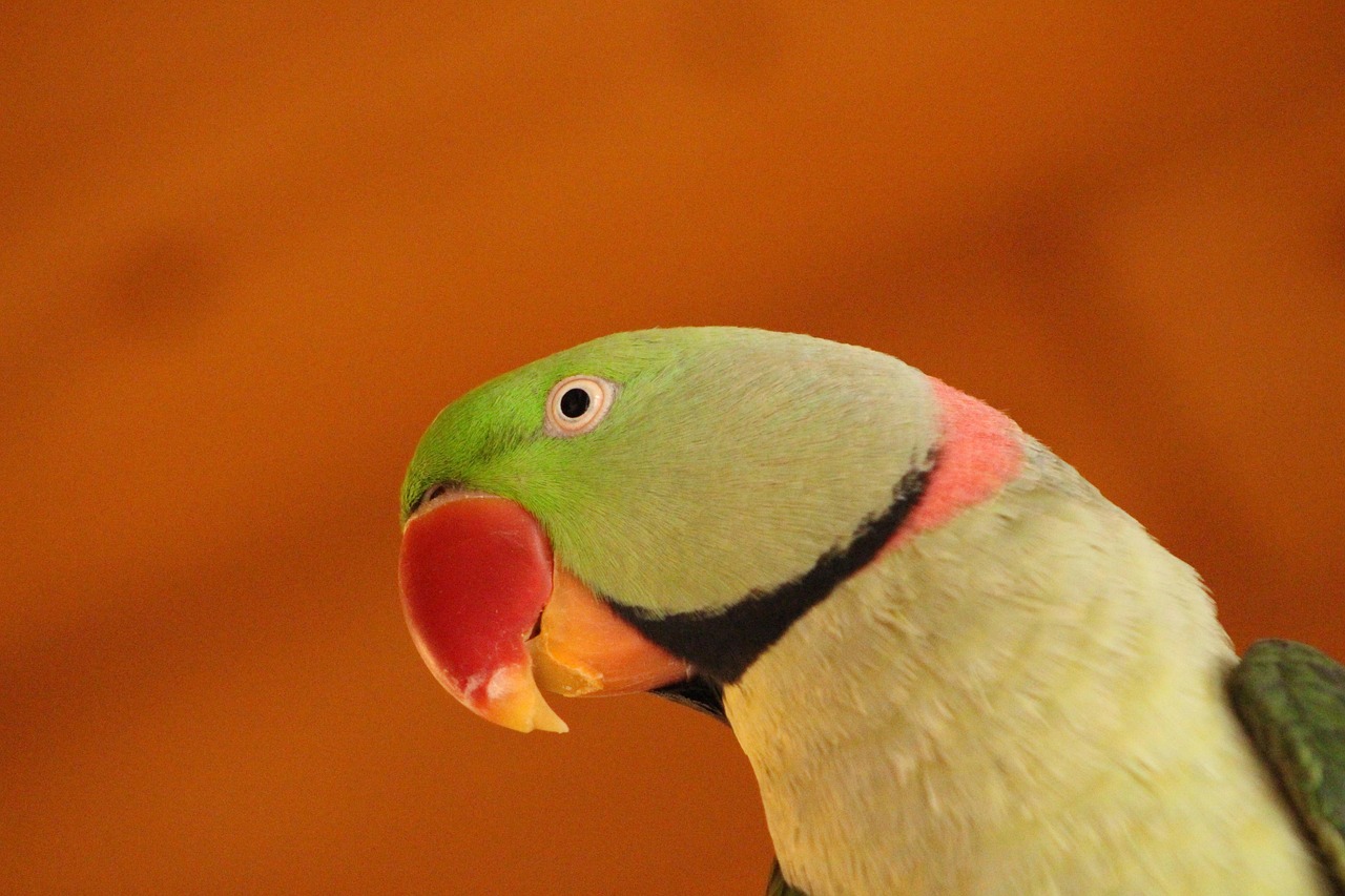 Bird Parrot Animal - Free photo on Pixabay - Pixabay