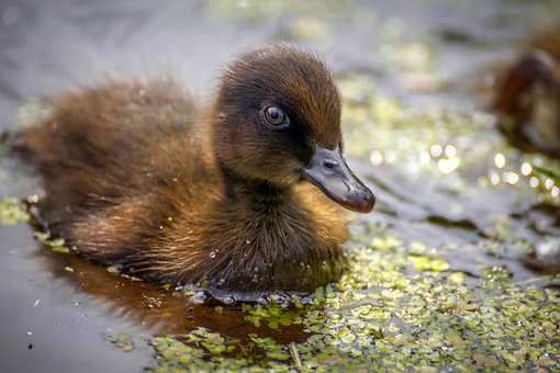 400+ Free Baby Ducks & Duck Images