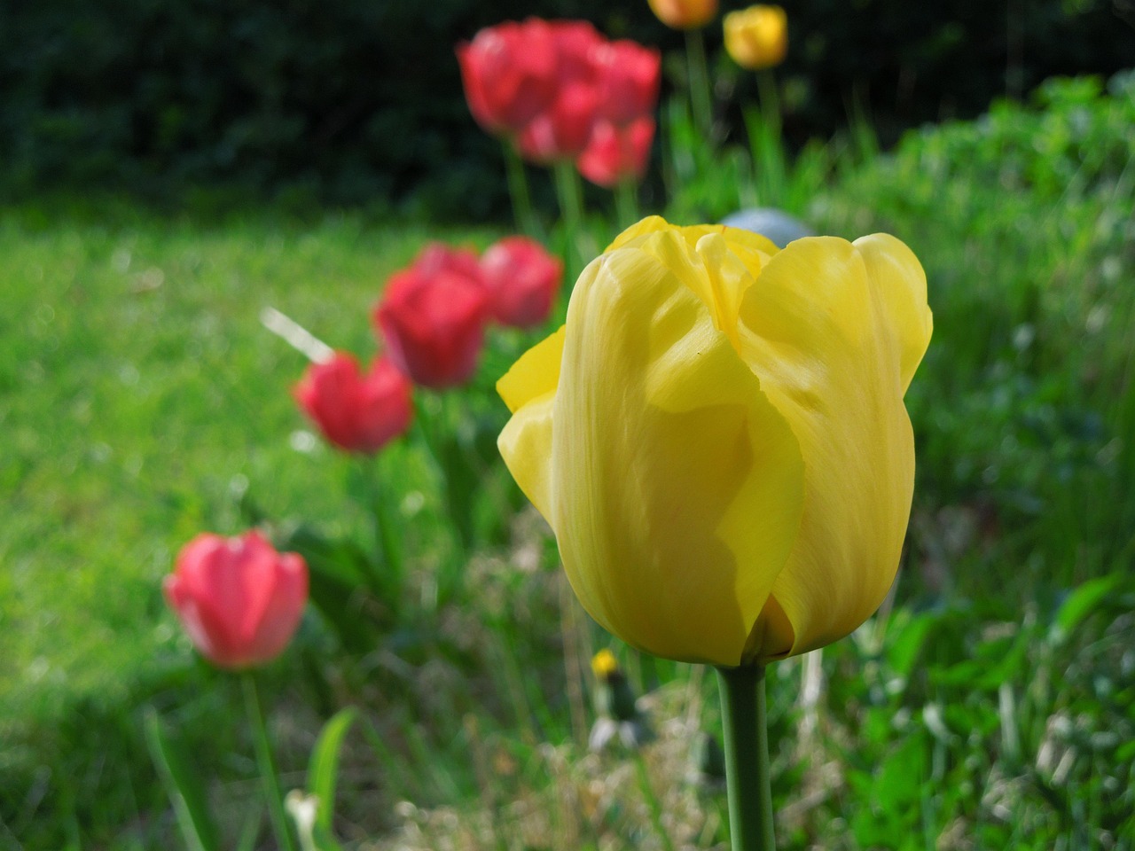 Tulipán Flor Tulipanes - Foto gratis en Pixabay - Pixabay