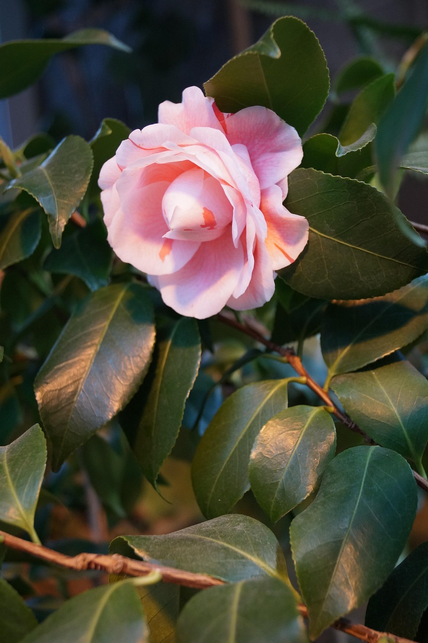400.000+ kostenlose Flower Pink & Schöne Blumen Fotos - Pixabay