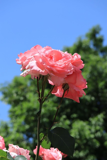 Doğal Çiçekler Rose - Pixabay'de ücretsiz fotoğraf - Pixabay