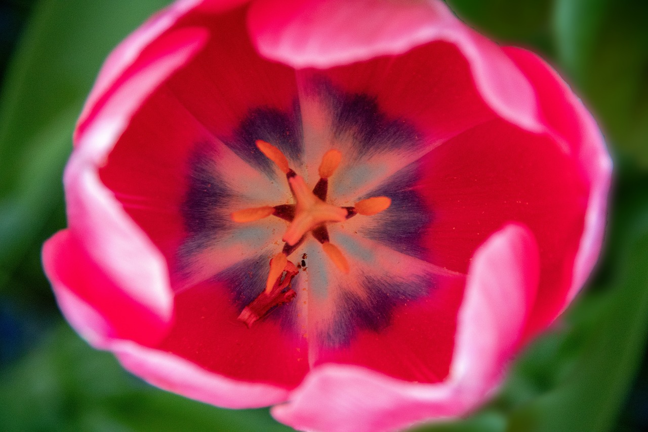 Blume Flower Spring - Free photo on Pixabay