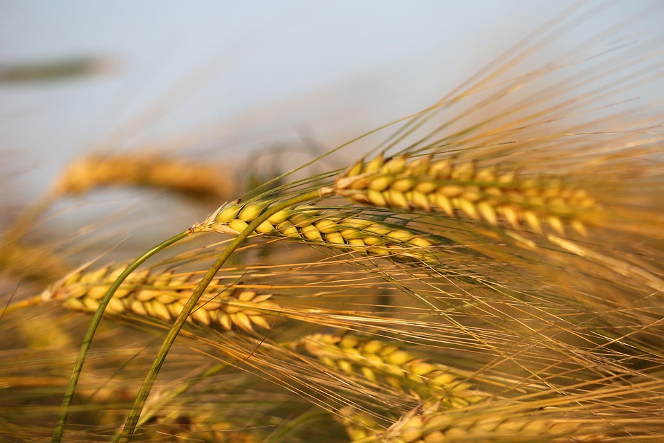 Pertanian Barley Dalam Angin - Foto gratis di Pixabay - Pixabay