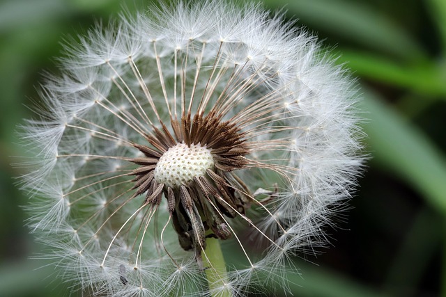 Dandelion Benih Bunga - Foto gratis di Pixabay - Pixabay
