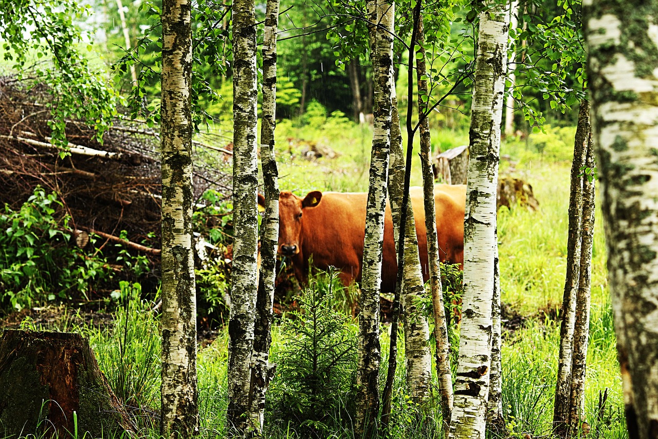 Vache Animal Portrait - Photo gratuite sur Pixabay - Pixabay