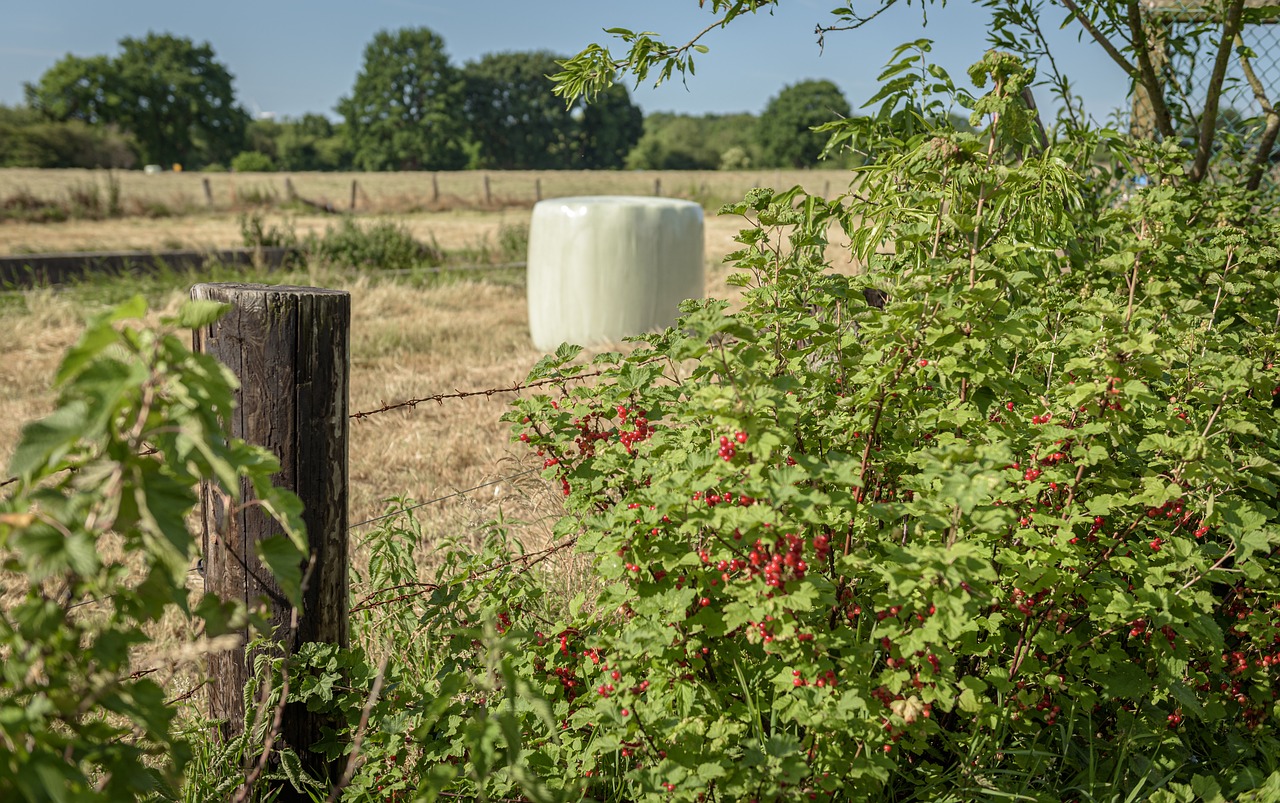 70+ Free Silage & Agriculture Photos - Pixabay