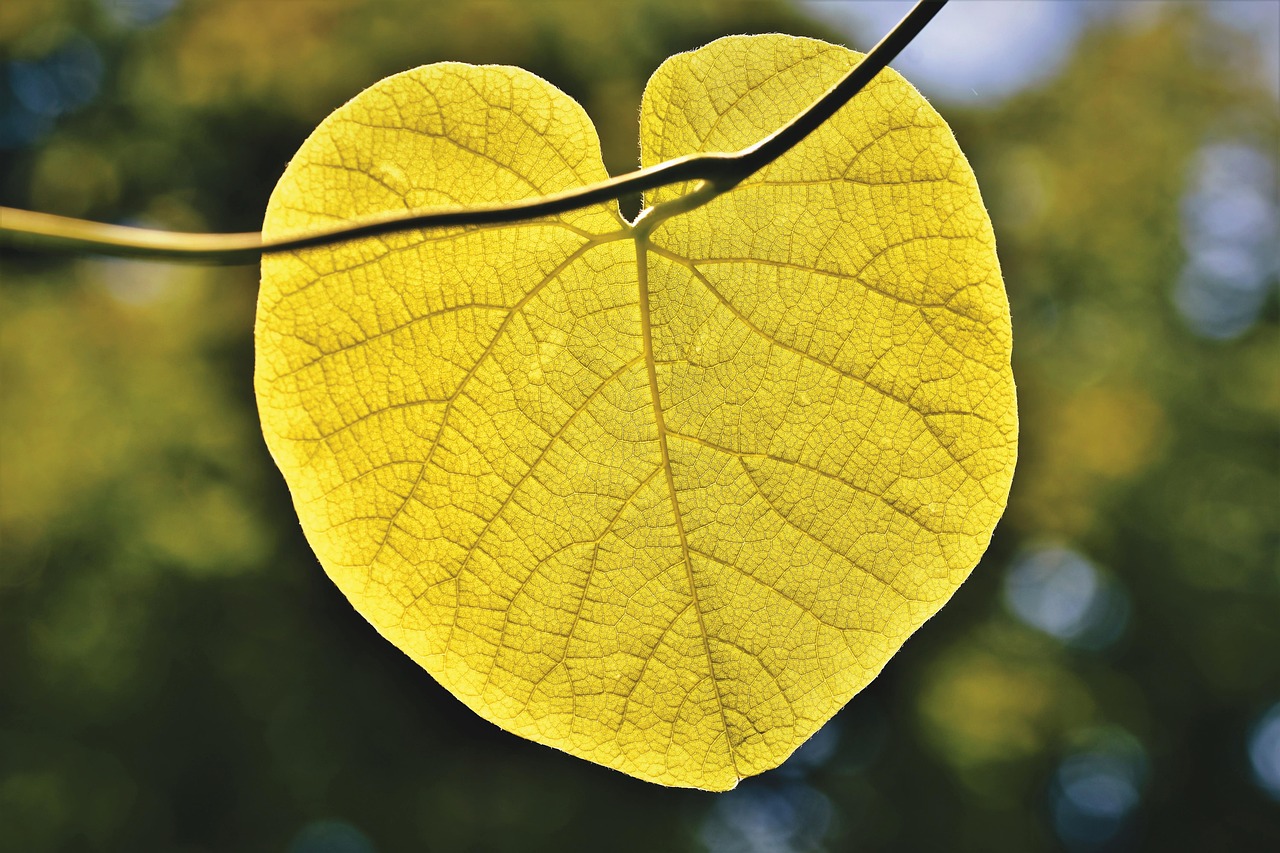 Más de 100 000 imágenes gratis de Corazon En Hoja y Naturaleza - Pixabay