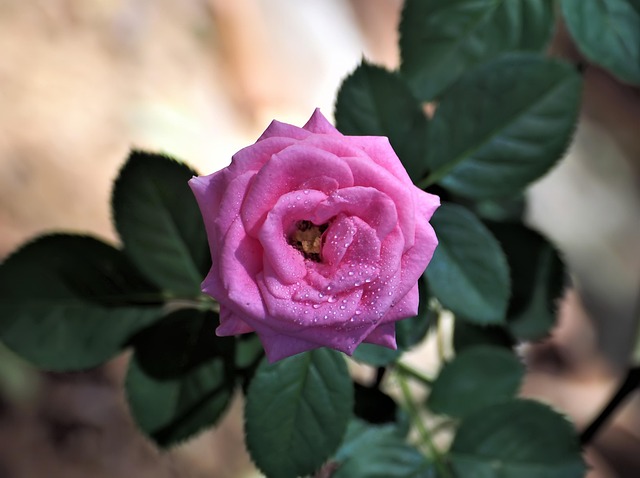 Rose Petit Plantes - Photo gratuite sur Pixabay - Pixabay
