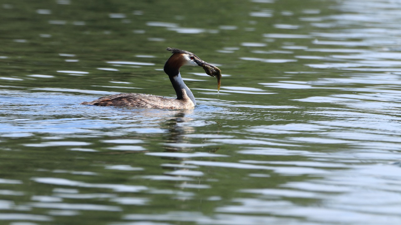 Great Crested Grebe Lake Water - Free photo on Pixabay - Pixabay