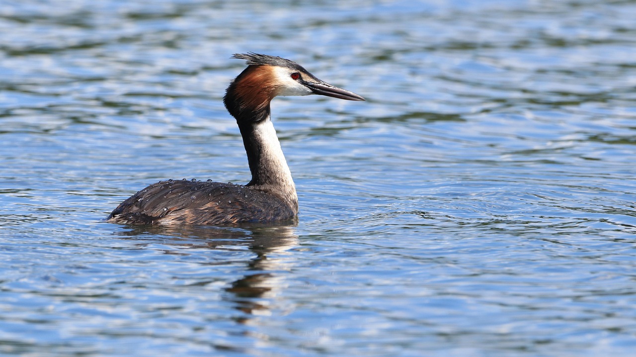 Great Crested Grebe Lake Water - Free photo on Pixabay