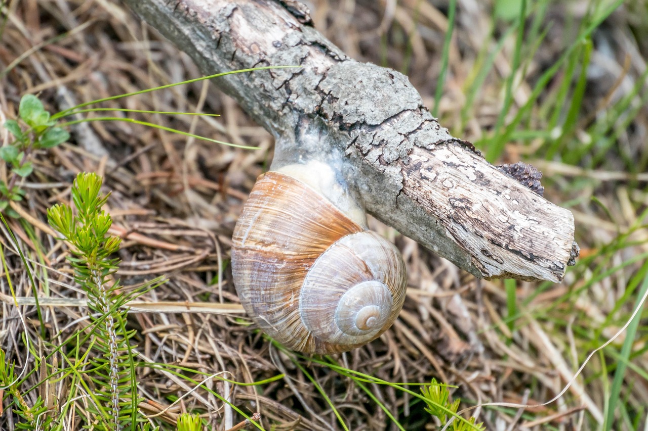 Escargot La Nature Animal - Photo gratuite sur Pixabay - Pixabay