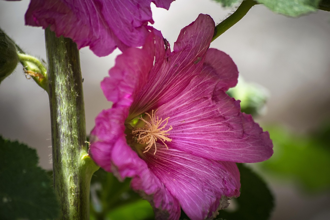 Plant Flower Spring - Free photo on Pixabay