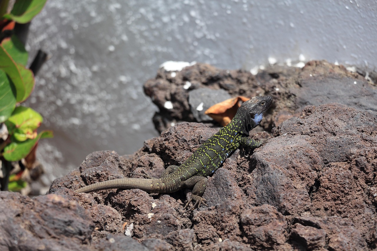 Tenerife Lagarto Animal - Foto gratis en Pixabay