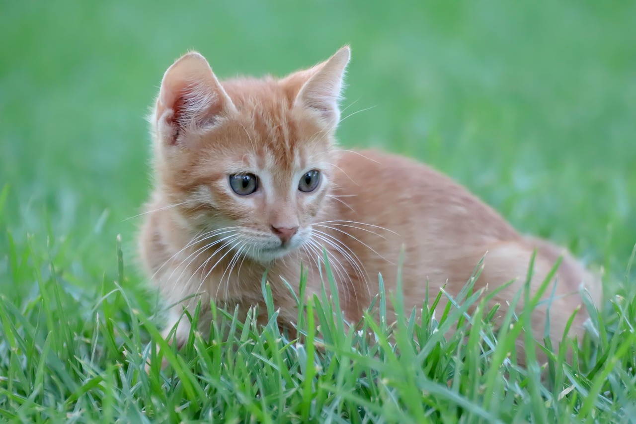 Cat Small Red - Free photo on Pixabay