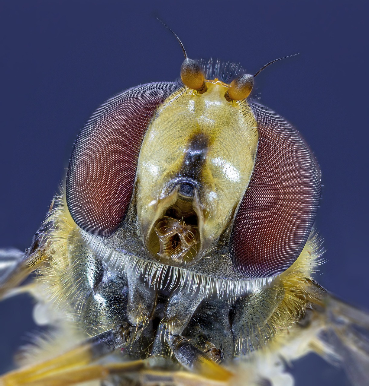 Hoverfly 脸 眼睛 - Pixabay上的免费照片 - Pixabay