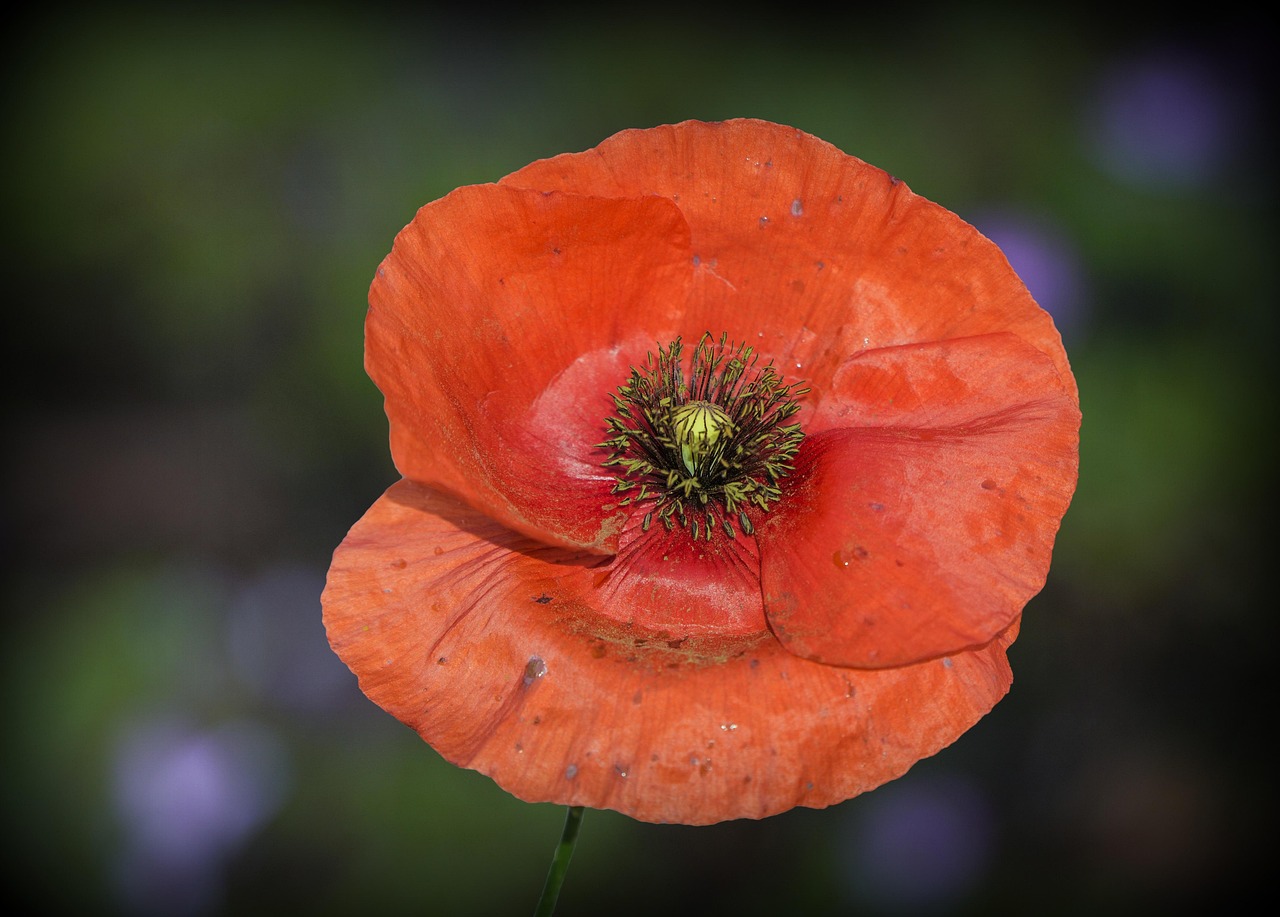 10,000+ Free Poppy & Nature Images - Pixabay