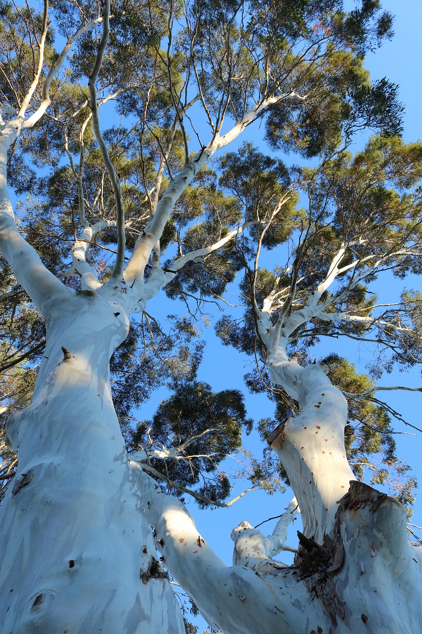 Eucalpytus Tree Sky - Free photo on Pixabay - Pixabay