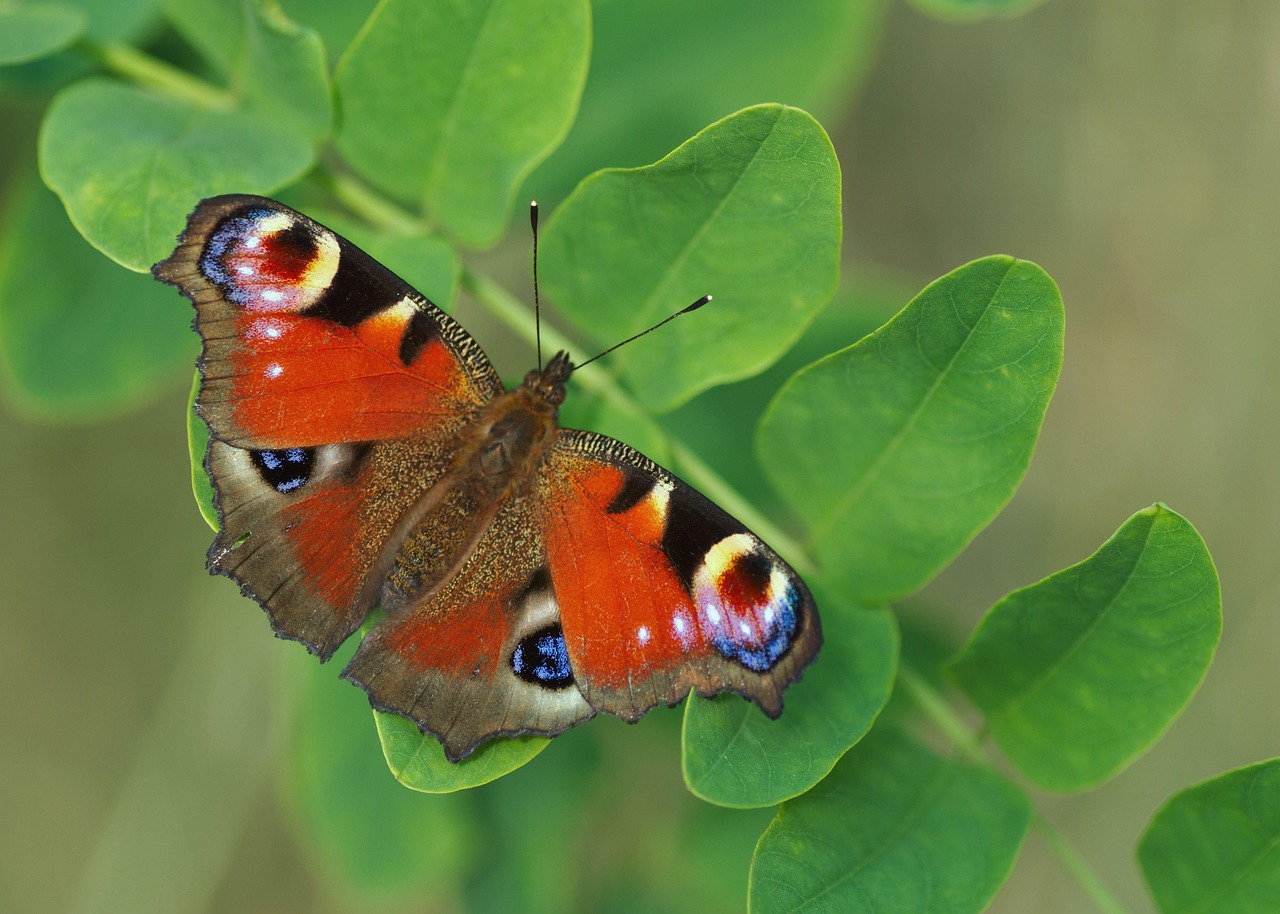 Papillon Aile Nature - Photo gratuite sur Pixabay - Pixabay