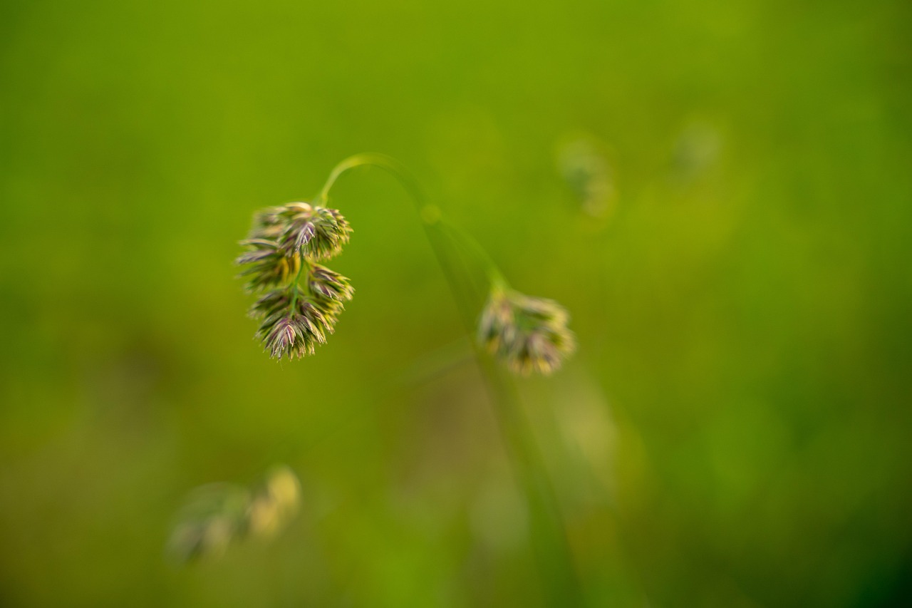 Prado Salvaje De - Foto gratis en Pixabay - Pixabay