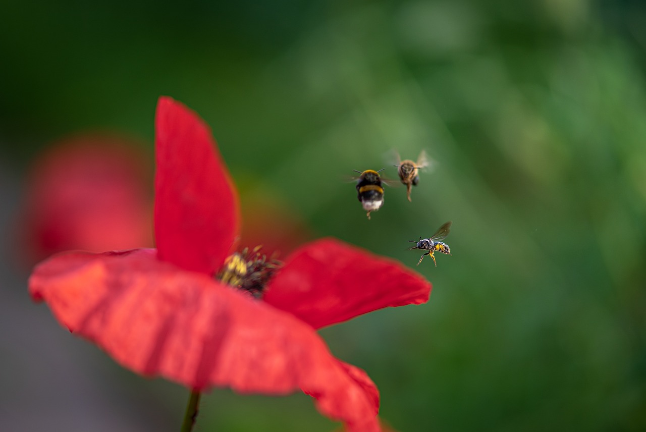 Coquelicot Abeille Fleur - Photo gratuite sur Pixabay - Pixabay