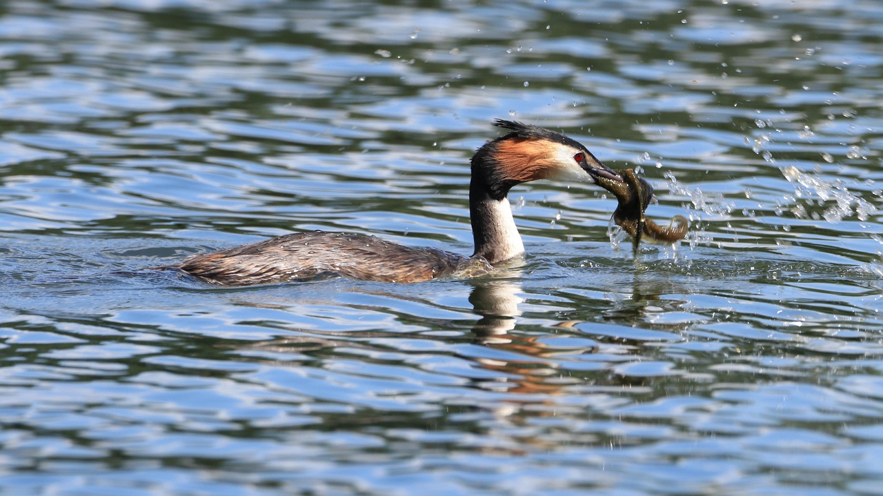 Great Crested Grebe Lake Water - Free photo on Pixabay - Pixabay