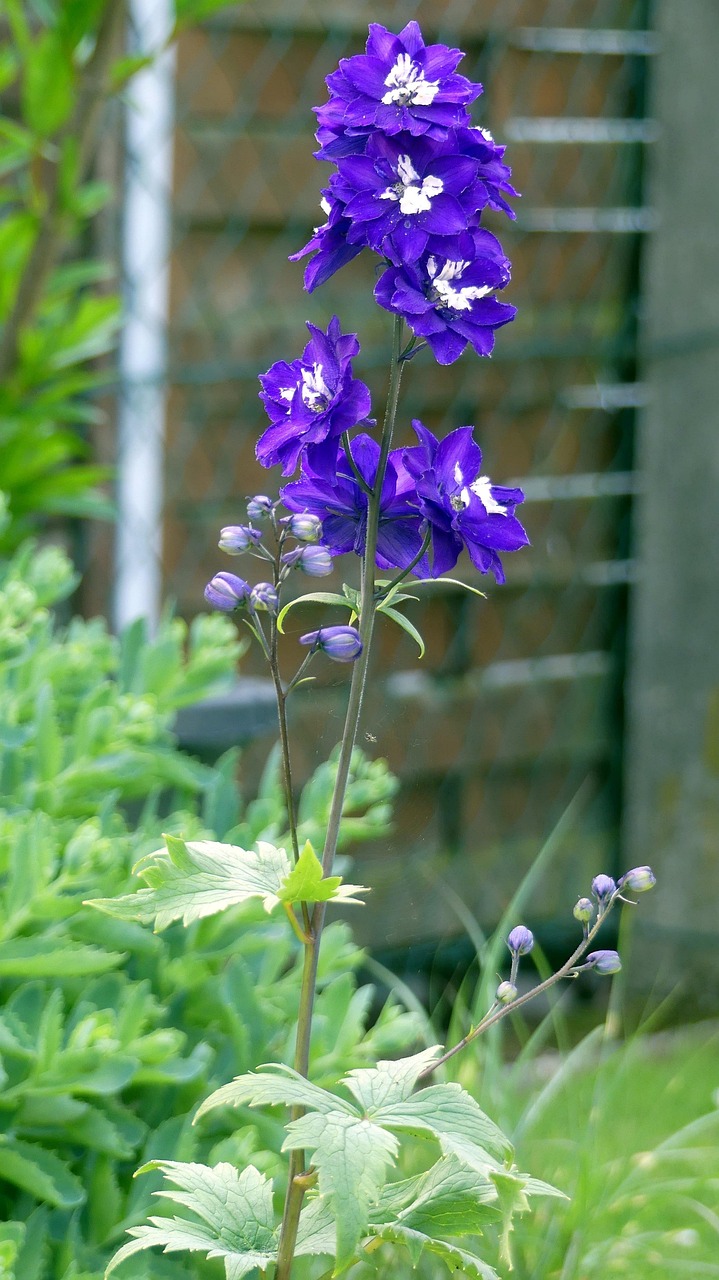 Larkspur Garden Flower - Free photo on Pixabay - Pixabay