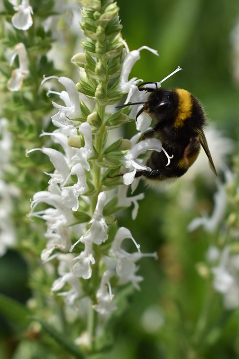 Hummel Weiß Insekt - Kostenloses Foto auf Pixabay - Pixabay