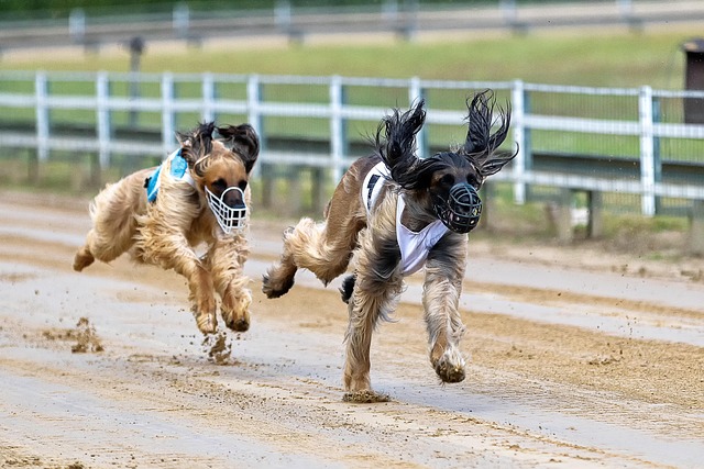 Greyhounds Greyhound Racing Dog - Free photo on Pixabay - Pixabay