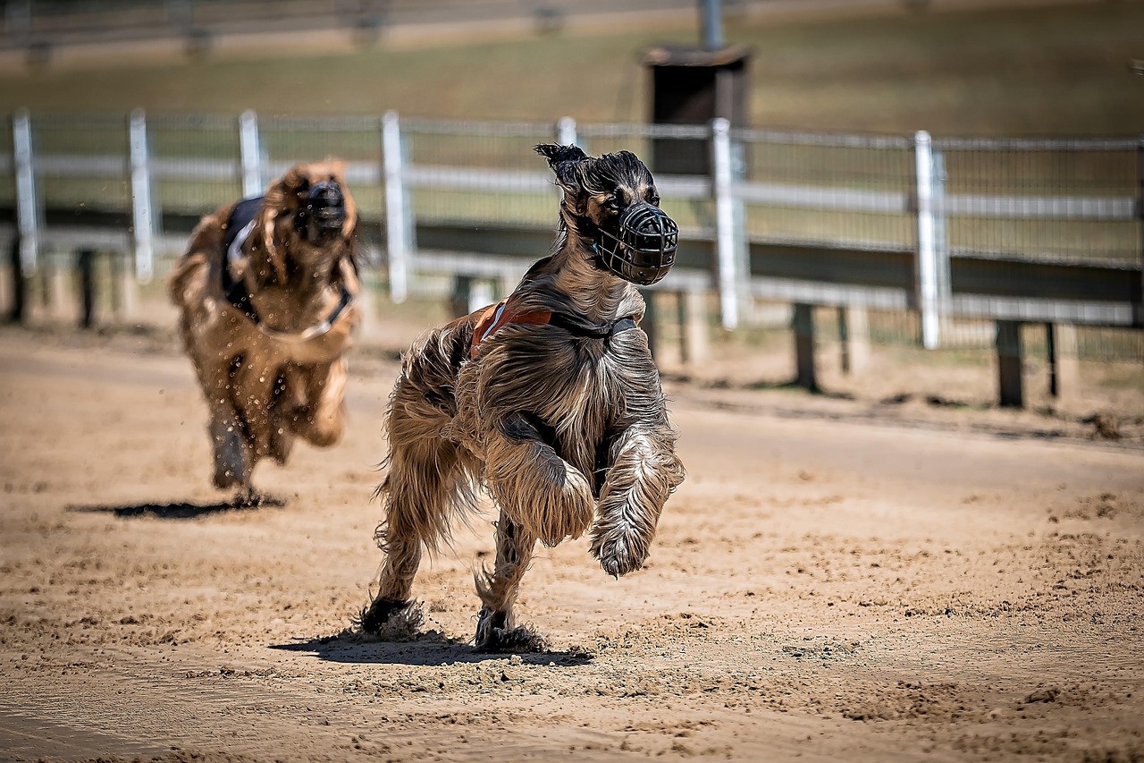 Carreras De Perro Galgos - Foto gratis en Pixabay - Pixabay