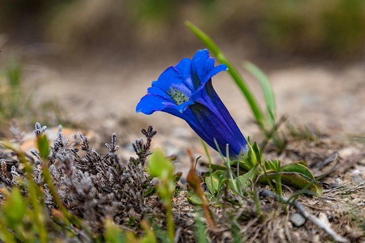 200+ kostenlose Enzian und Blume-Bilder