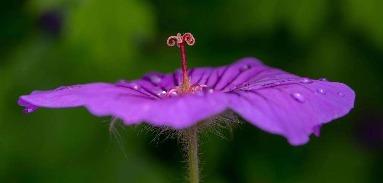 Flor Roxa Grande - Foto gratuita no Pixabay - Pixabay
