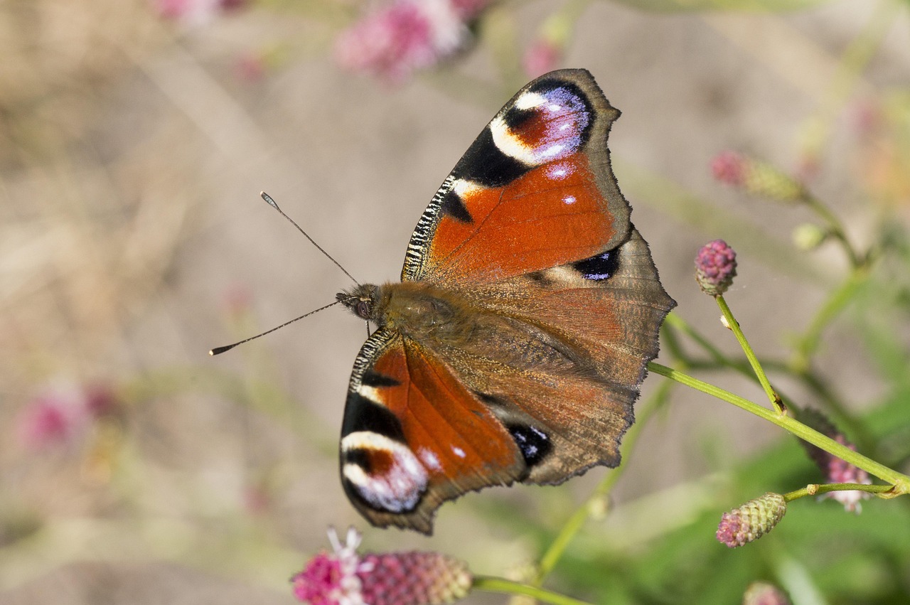 Butterfly Peacock Insect - Free photo on Pixabay - Pixabay