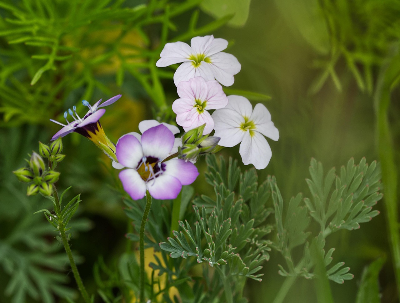 Fleur Blanche La Nature - Photo gratuite sur Pixabay - Pixabay