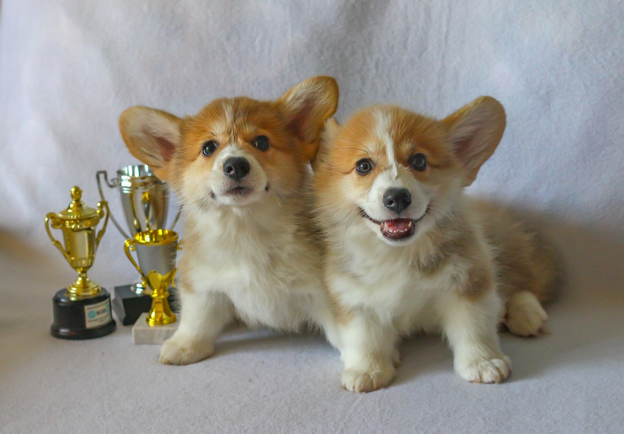 4+ kostenlose Corgis und Hunde-Bilder - Pixabay