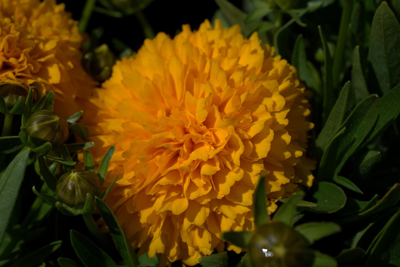 Fleur Jaune Jardin Le - Photo gratuite sur Pixabay - Pixabay