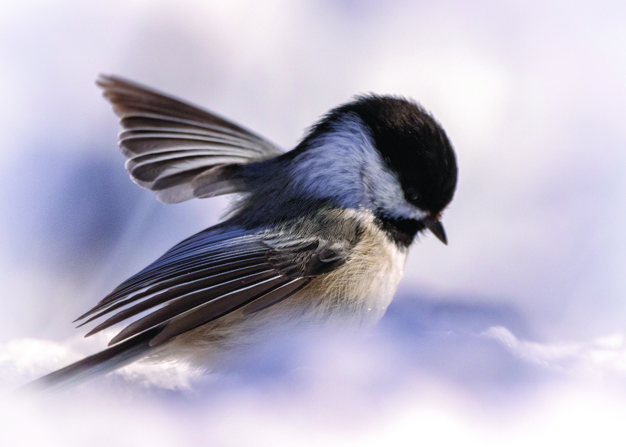 Animal Themes Bird - Free photo on Pixabay - Pixabay