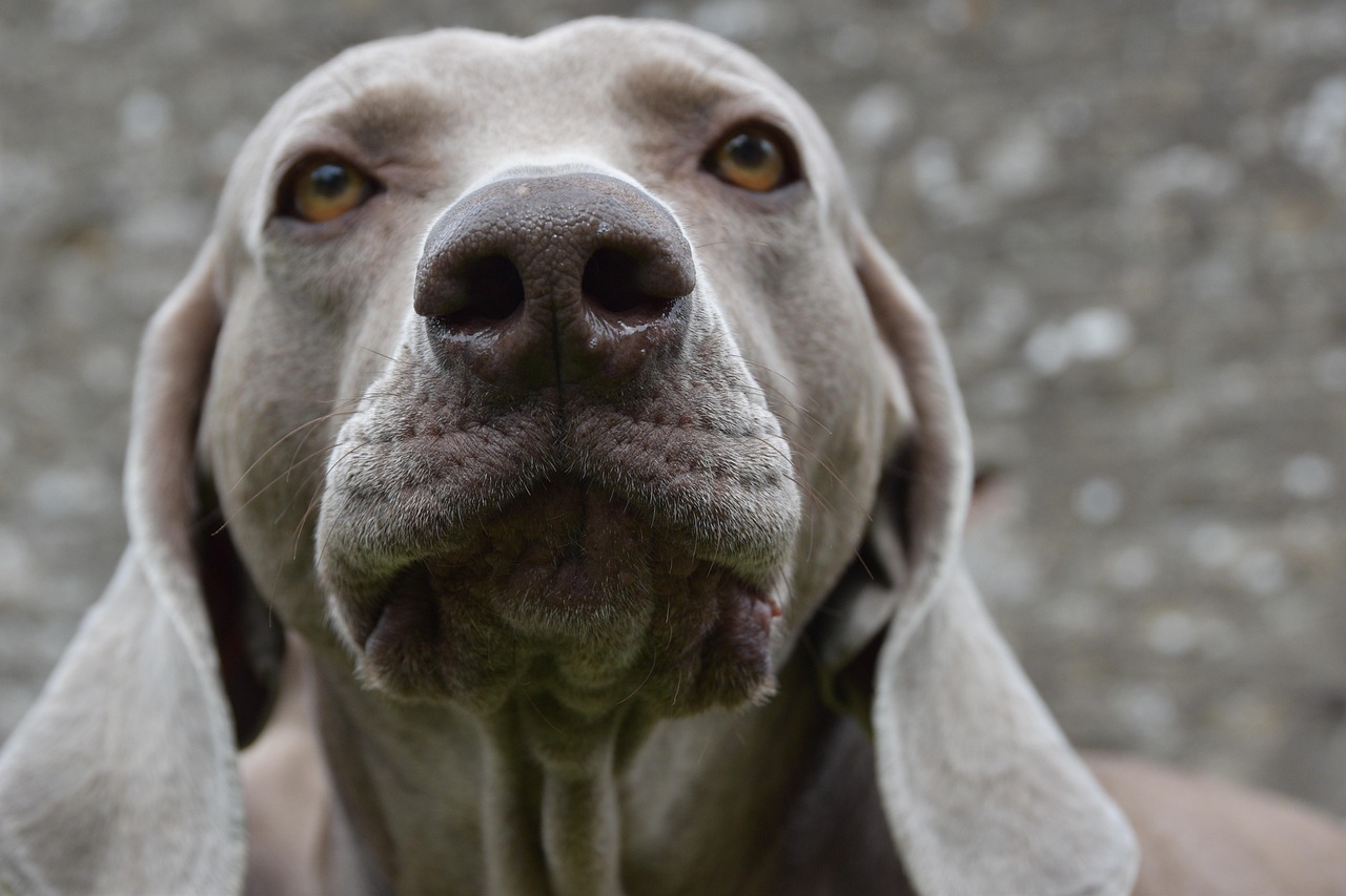 Dog Weimaraner Muzzle To - Free photo on Pixabay - Pixabay