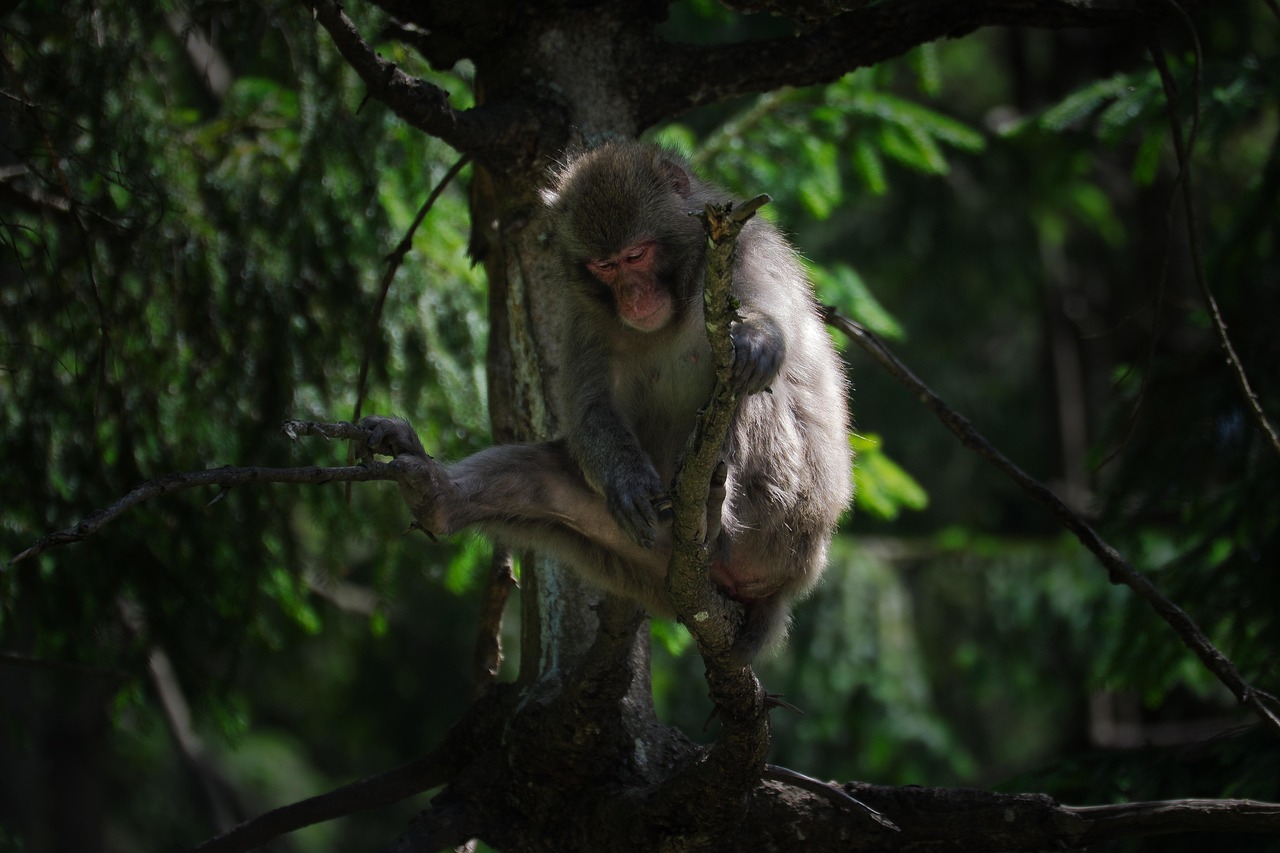 8,000+ Free Makak Opice & Monkey Images - Pixabay
