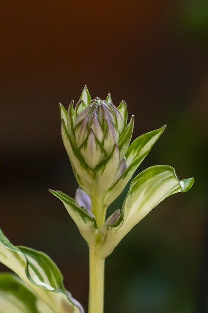 Wildflower Silmukka Kukka - Ilmainen valokuva Pixabayssa - Pixabay