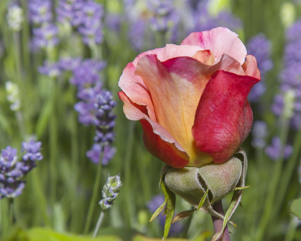 Rose Blume Blüte - Kostenloses Foto auf Pixabay - Pixabay