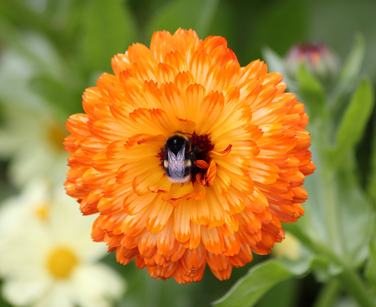 200+ Free Eden & Nature Images - Pixabay