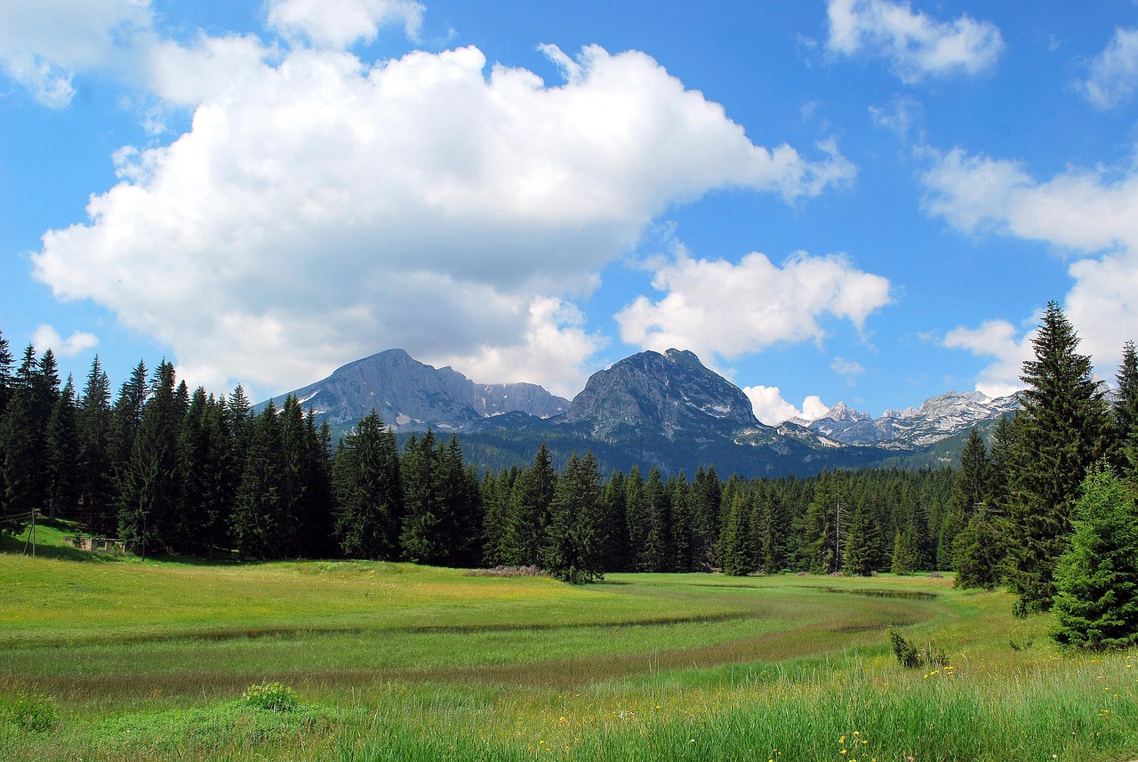Meadow Trees Landscape - Free photo on Pixabay - Pixabay